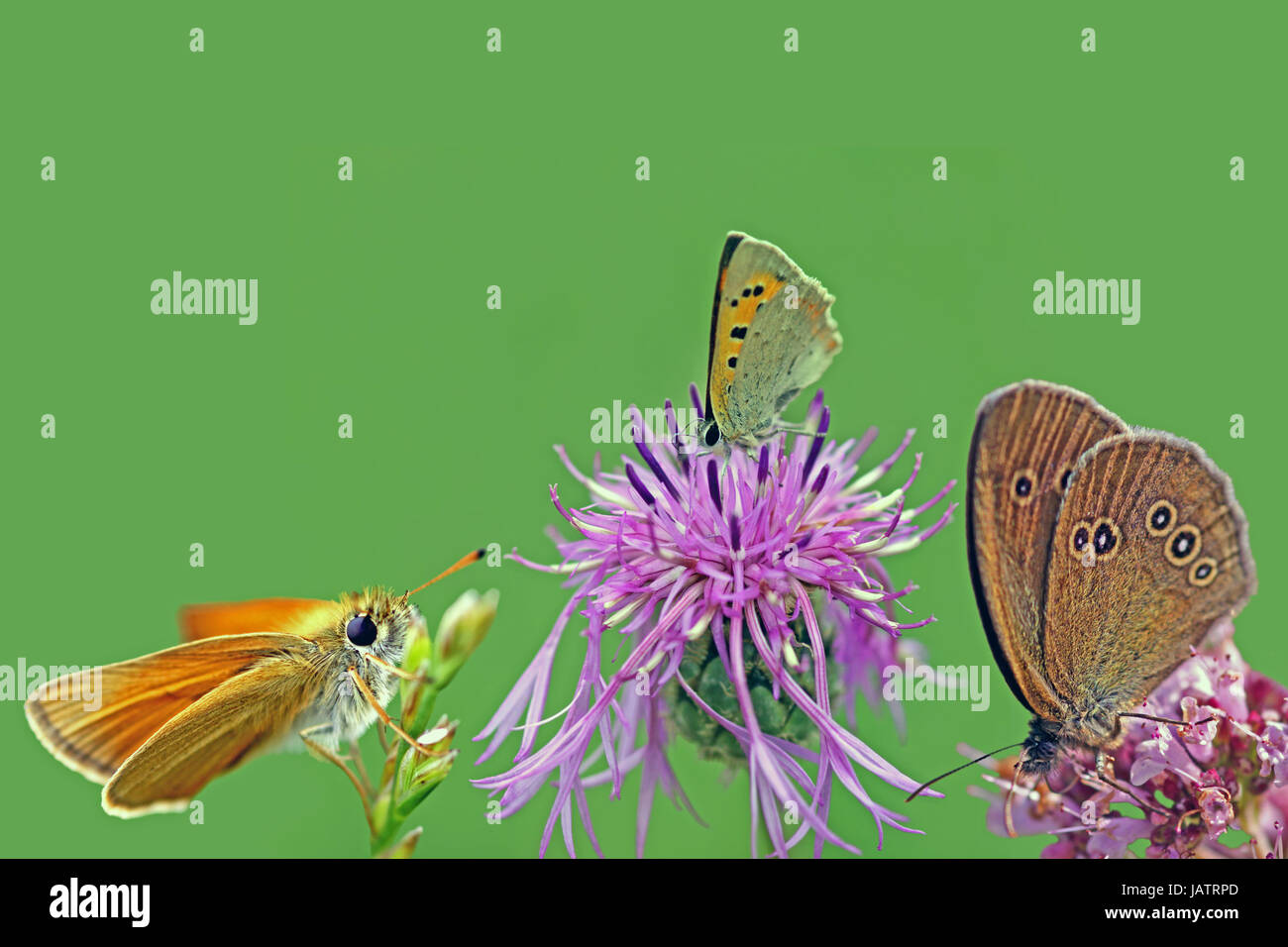 three indigenous butterflies Stock Photo - Alamy