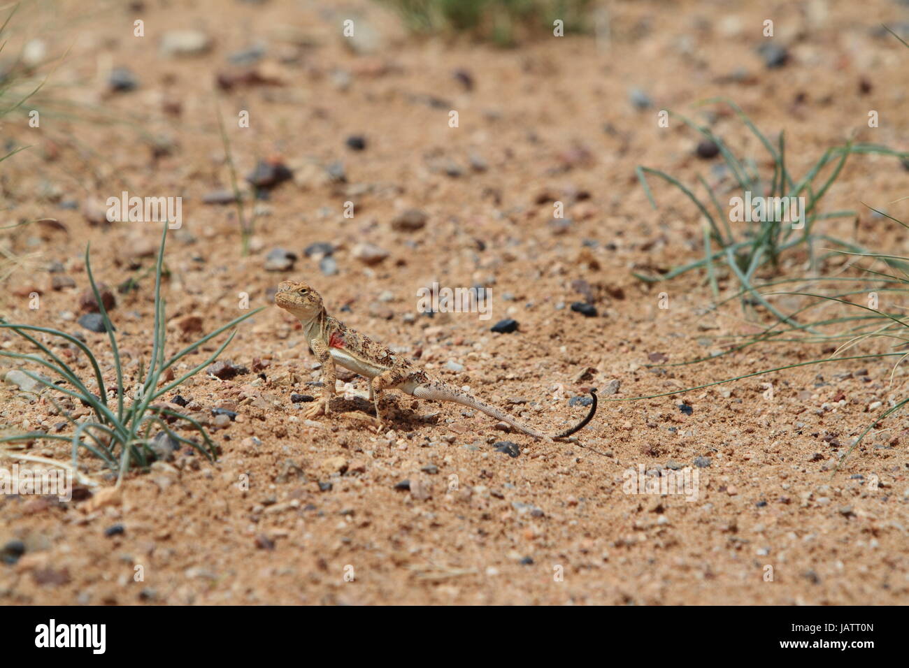 Toadheaded agama hi-res stock photography and images - Alamy