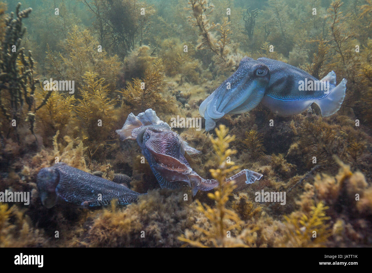cuttlefish mating season whyalla australia Stock Photo - Alamy