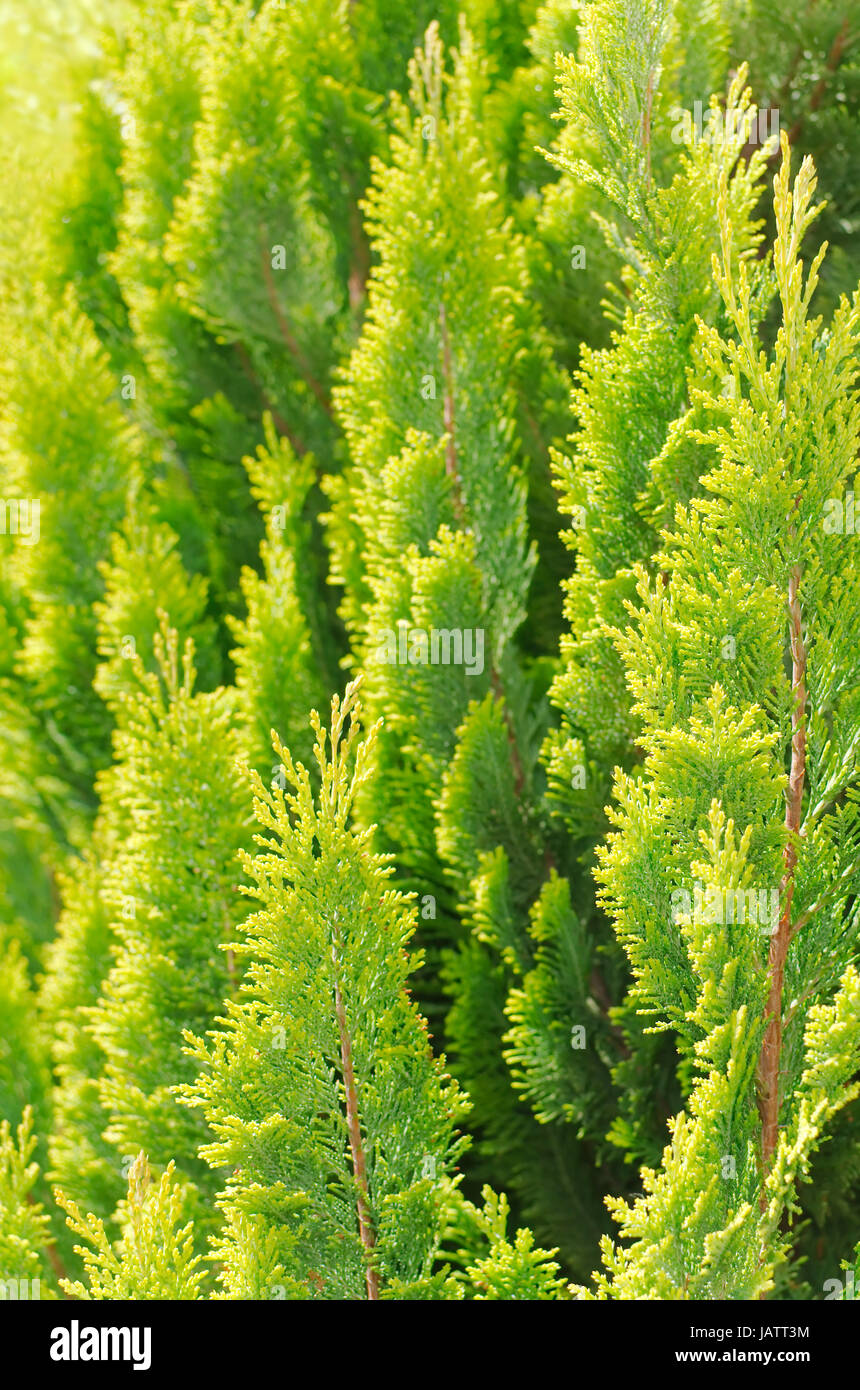 Fresh Bright Beautiful Green Thuja Bush Closeup Stock Photo - Alamy