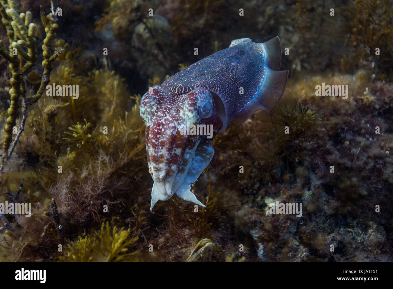 Whyalla cuttlefish hi-res stock photography and images - Alamy