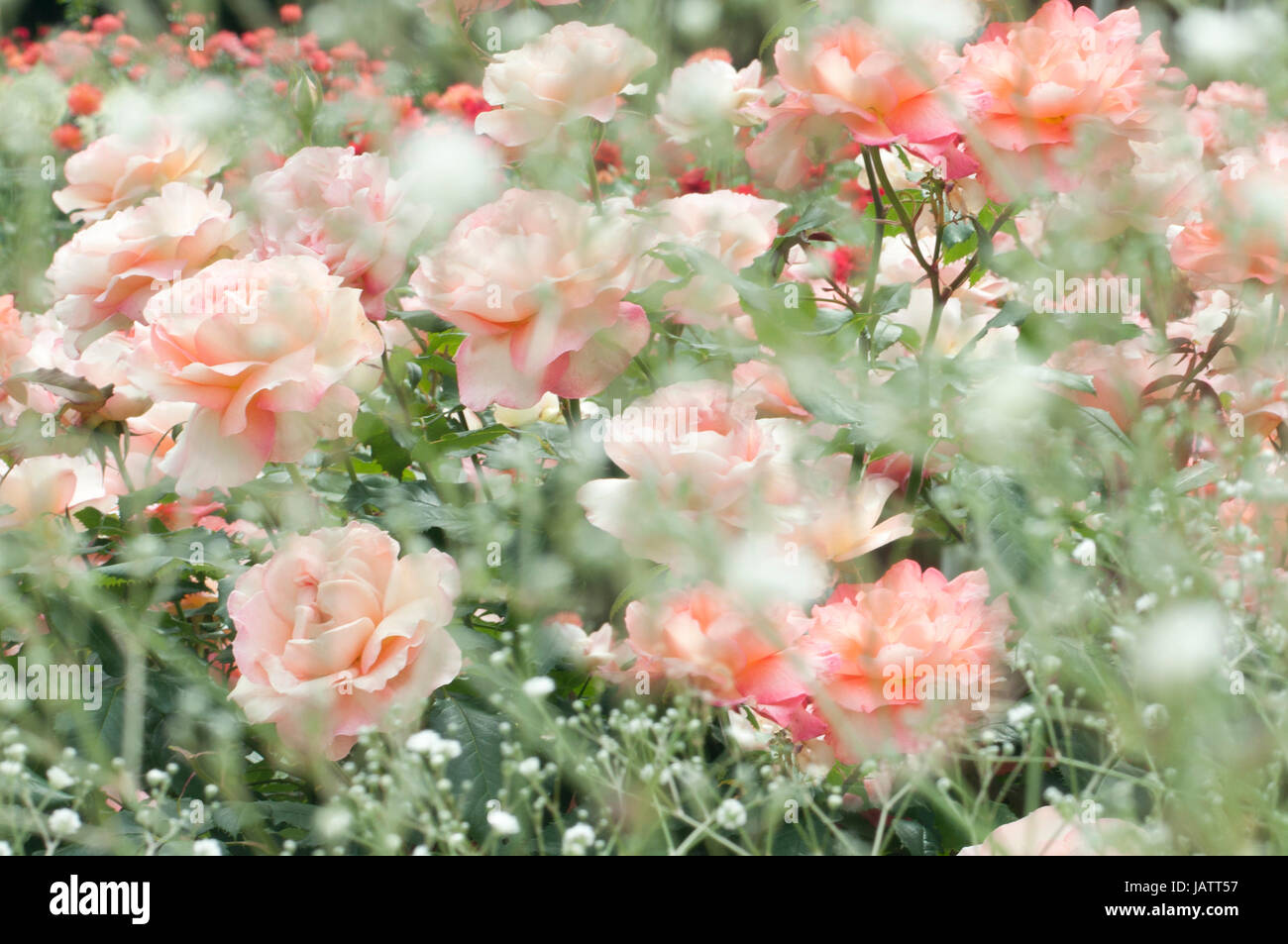 roses with gypsophila Stock Photo - Alamy