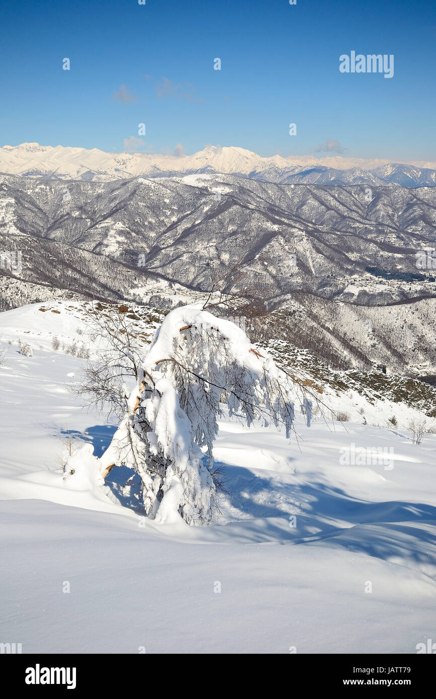 addictive drug birch Stock Photo - Alamy