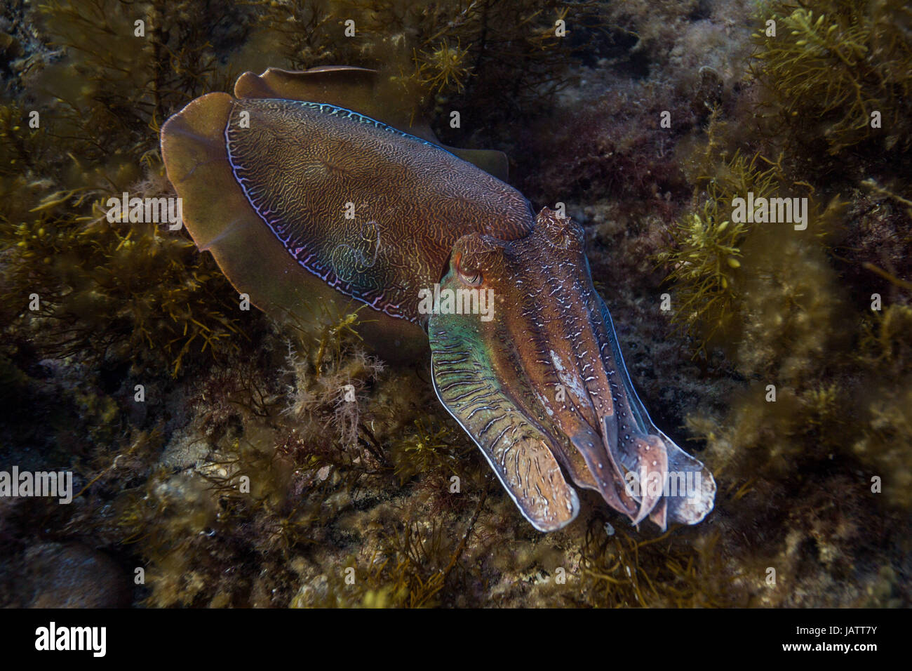 Giant cuttlefish hi-res stock photography and images - Alamy