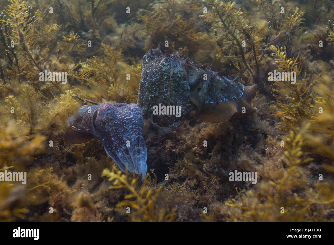 Whyalla cuttlefish hi-res stock photography and images - Alamy