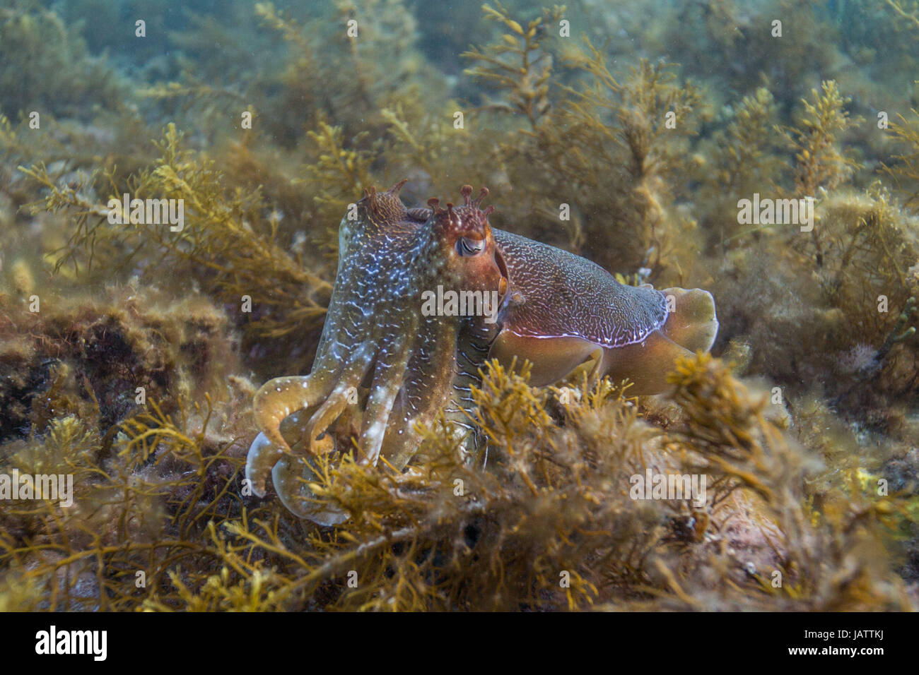 Giant cuttlefish mating hi-res stock photography and images - Alamy