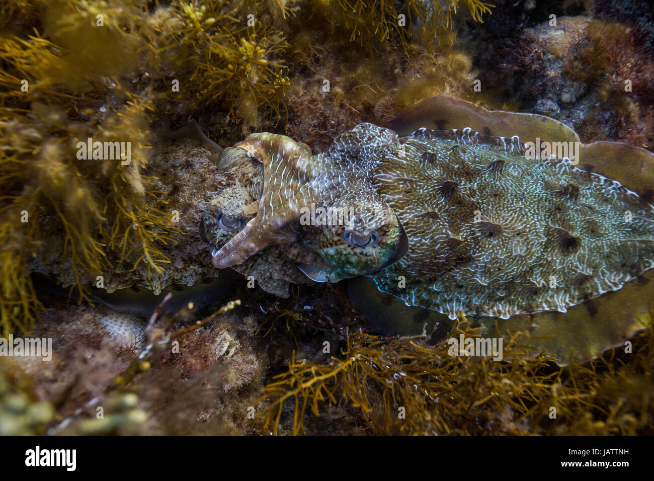 Whyalla cuttlefish hi-res stock photography and images - Alamy