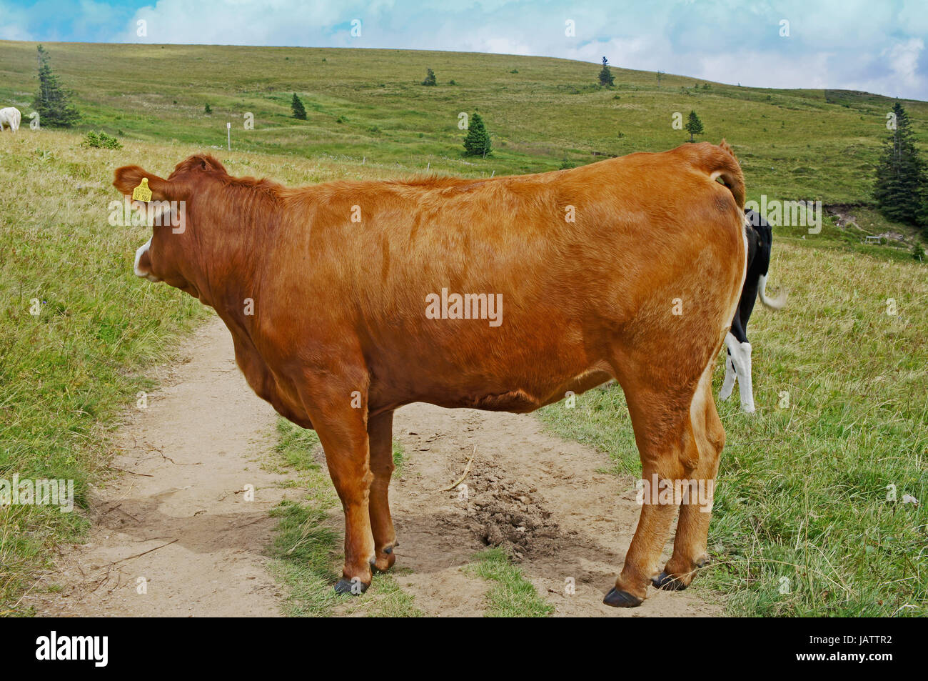 Eine braune Kuh steht auf einem Wanderweg im Schwarzwald in Deutschland ...