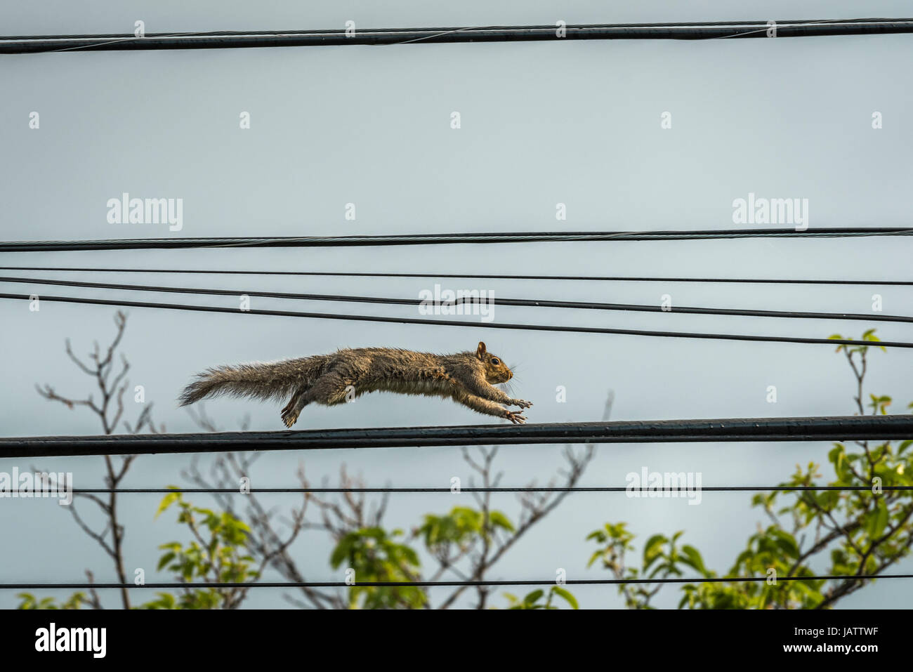 Frightened squirrel hi-res stock photography and images - Alamy