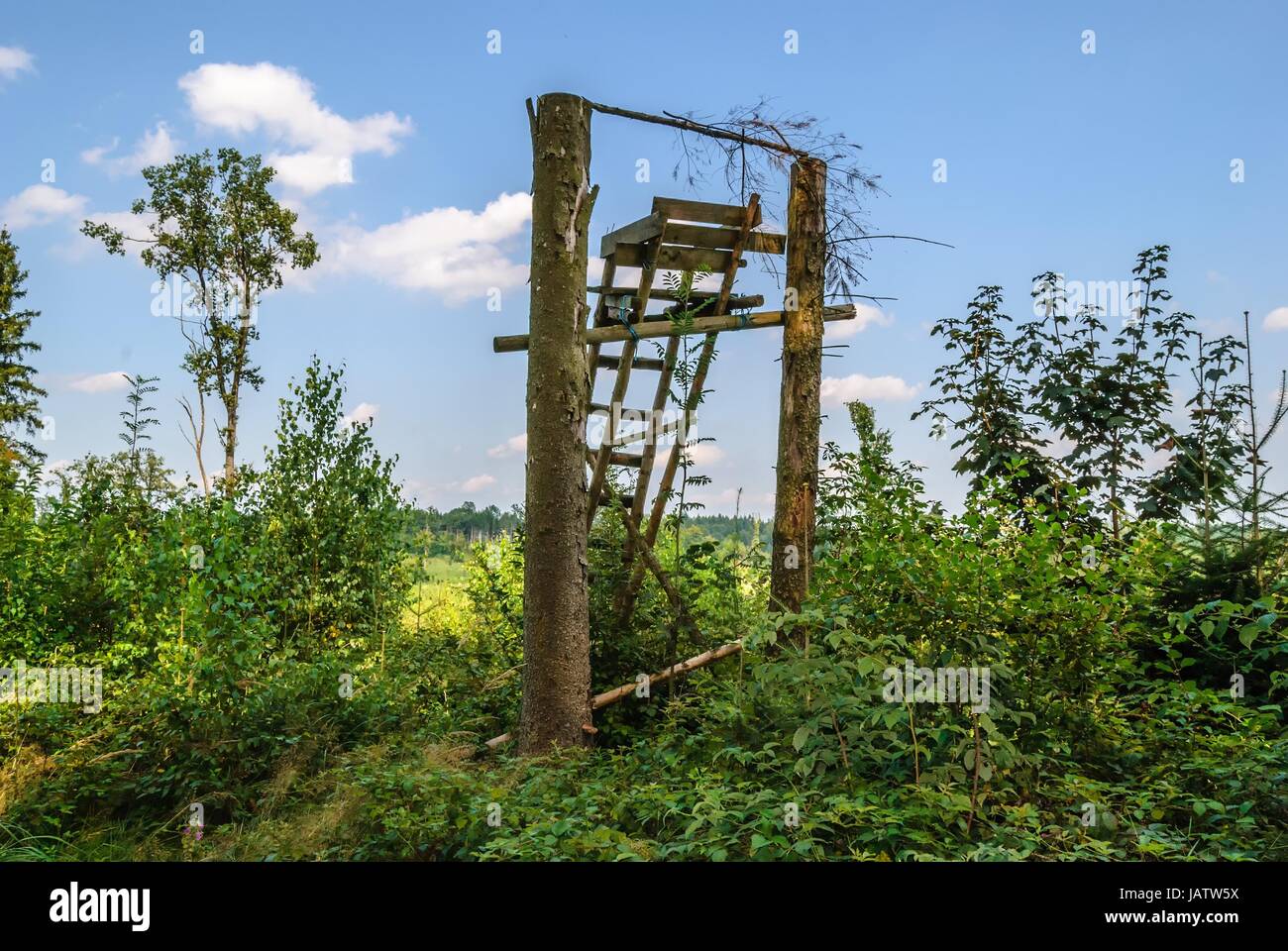 Hunter high seat between two trees for hunting Stock Photo - Alamy