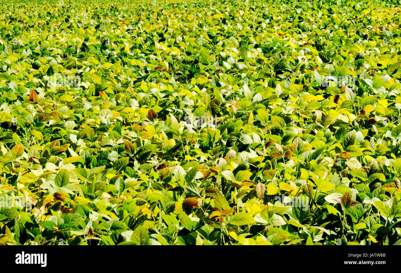 Ripe leafy vegetable farm field in autumn background texture Stock ...