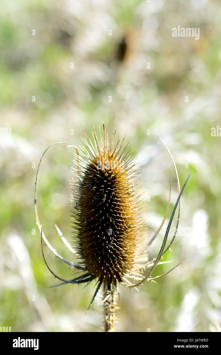 Closeup of single dry brown teasel spiny seed pod Stock Photo - Alamy