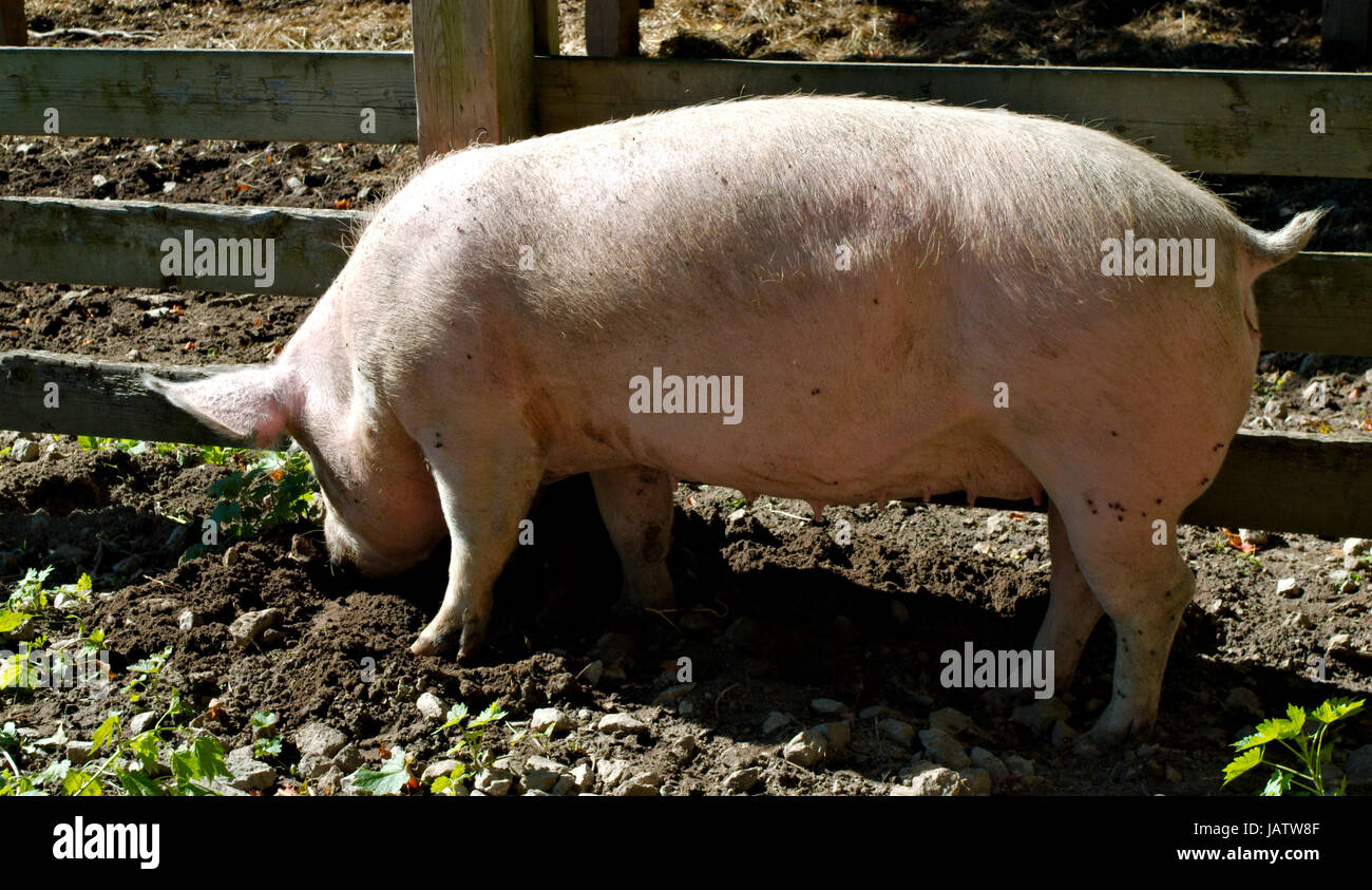 Female pig digging in mud with snout by wooden fence Stock Photo - Alamy