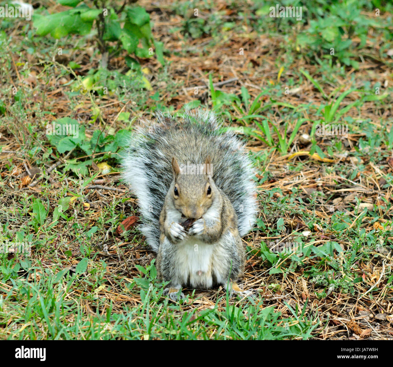 Grey squirrel sitting on hind legs facing camera with paws by face ...