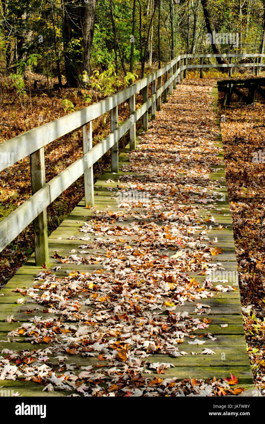 Long boardwalk covered in fall leaves with railing on one side Stock ...