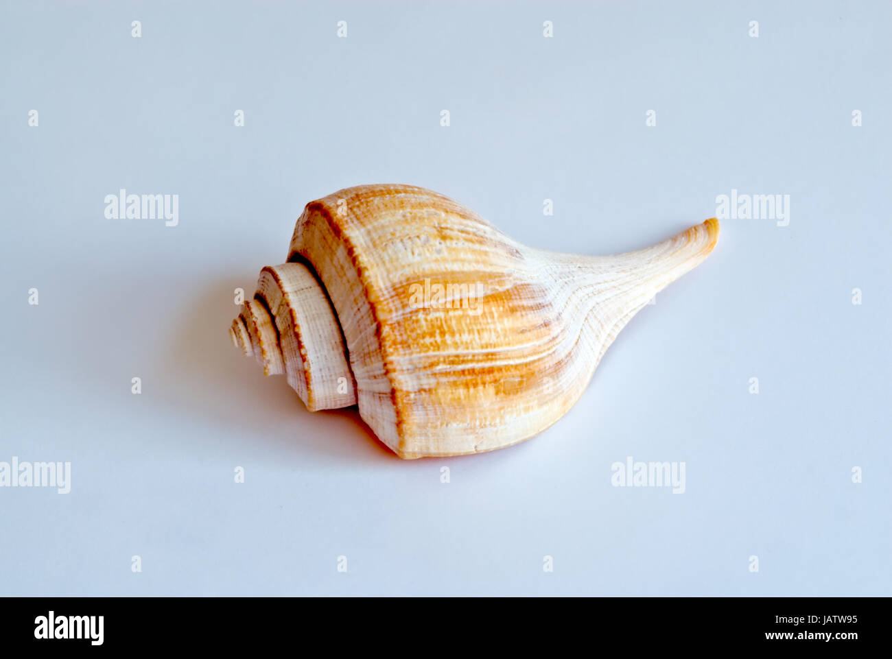 Single white and orange spiral conch from side on white background ...