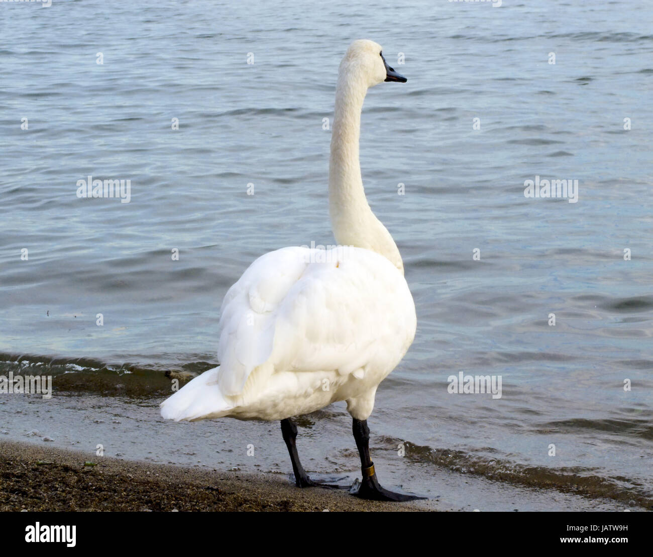 Single trumpeter swan looking out into distance over water Stock Photo ...