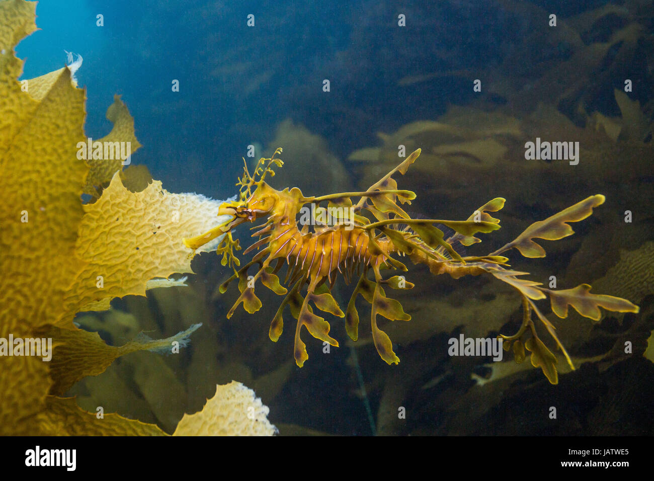 Leafy sea dragon hi-res stock photography and images - Alamy