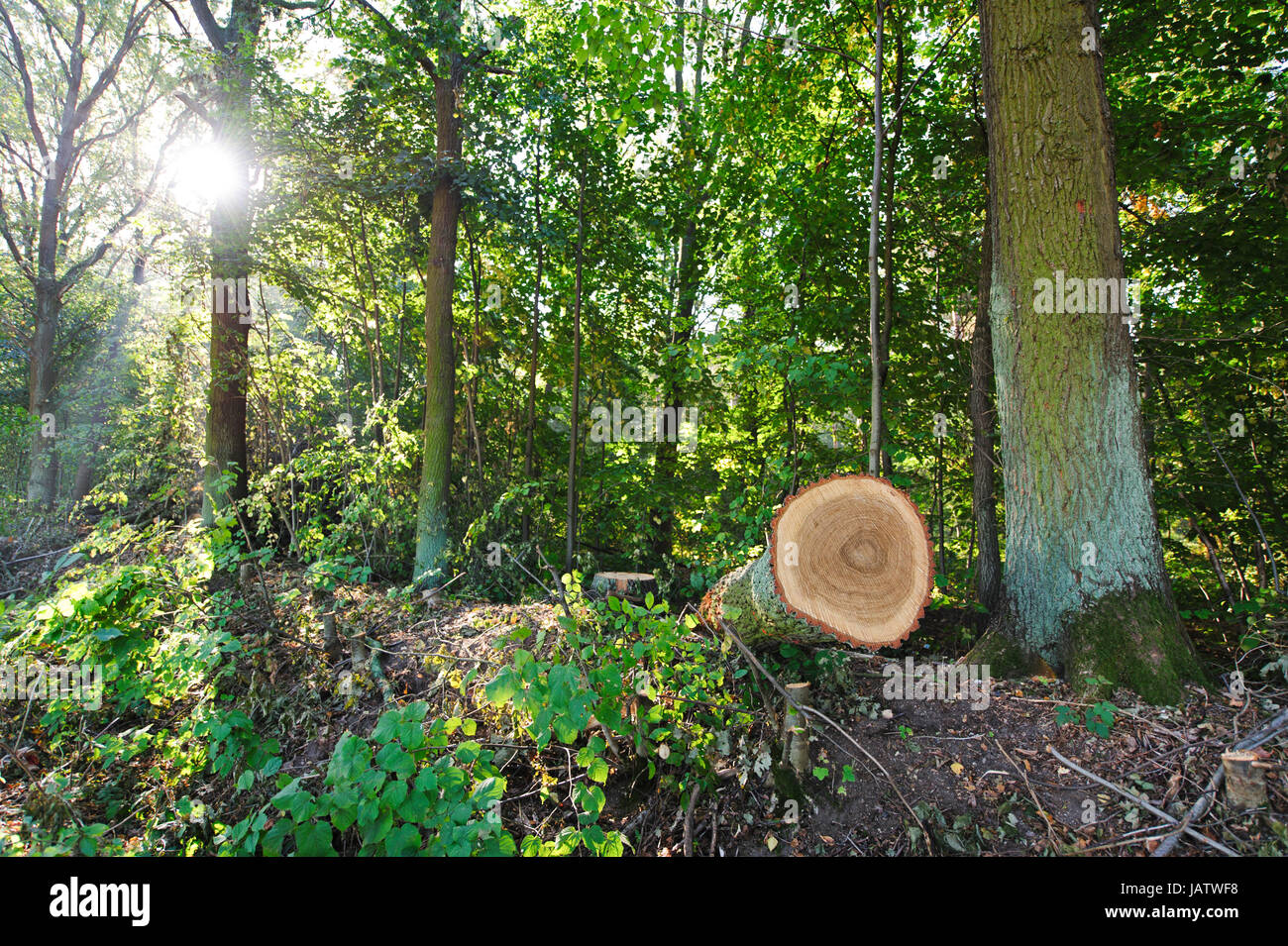 trunk deciduous tree Stock Photo - Alamy
