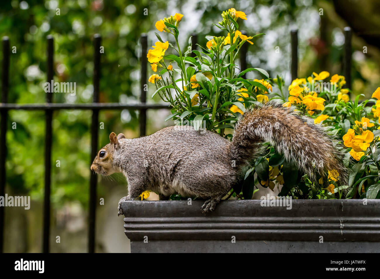 Squirrel in london hi-res stock photography and images - Alamy