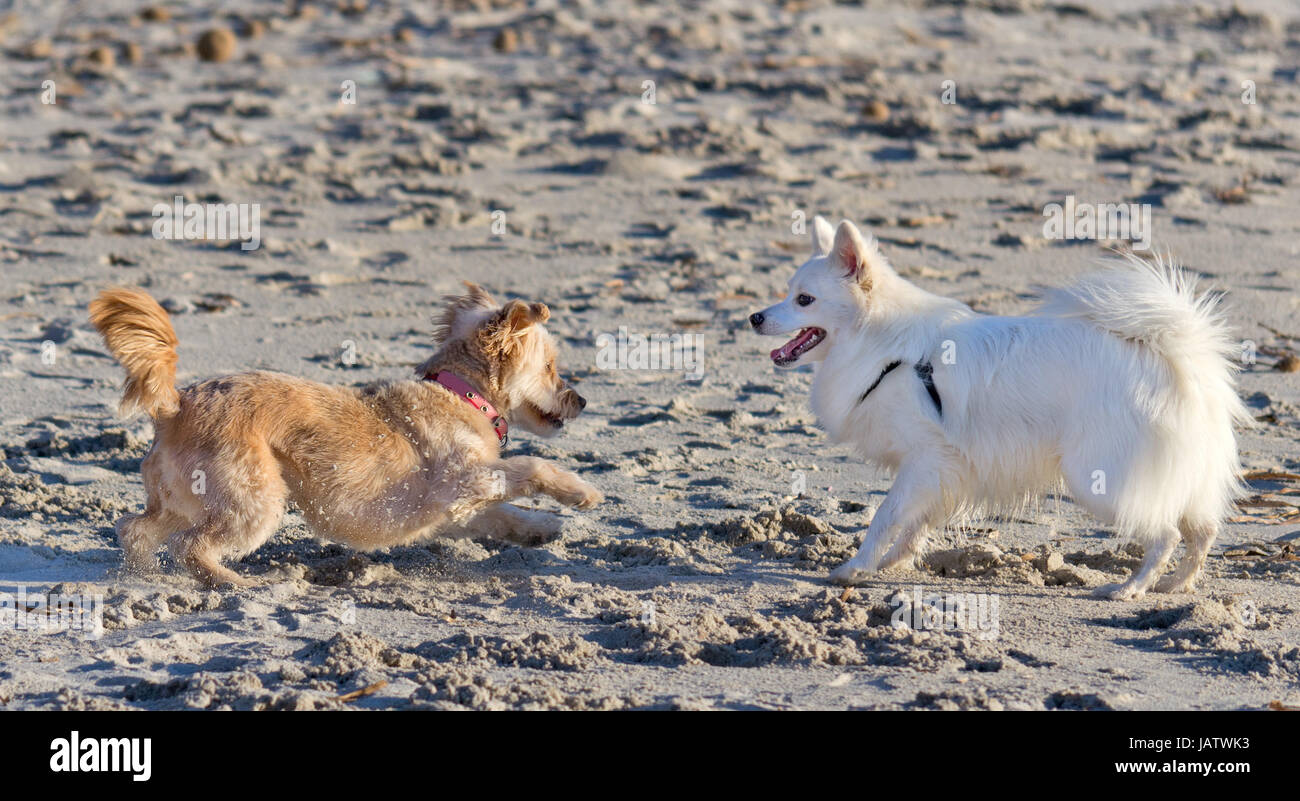 two small dogs playing on the beach Stock Photo - Alamy