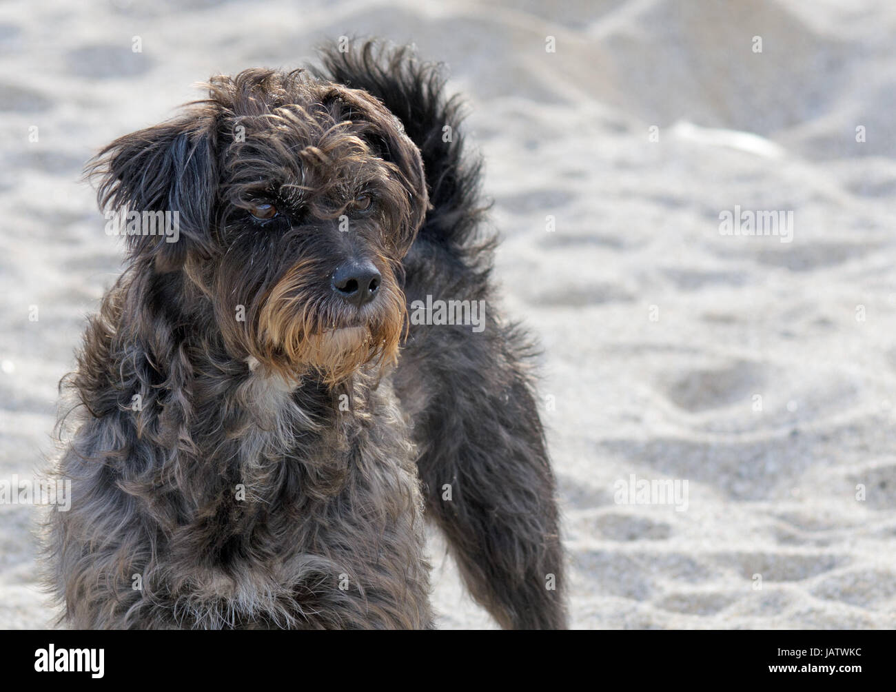 fuzzy dog at the beach Stock Photo - Alamy