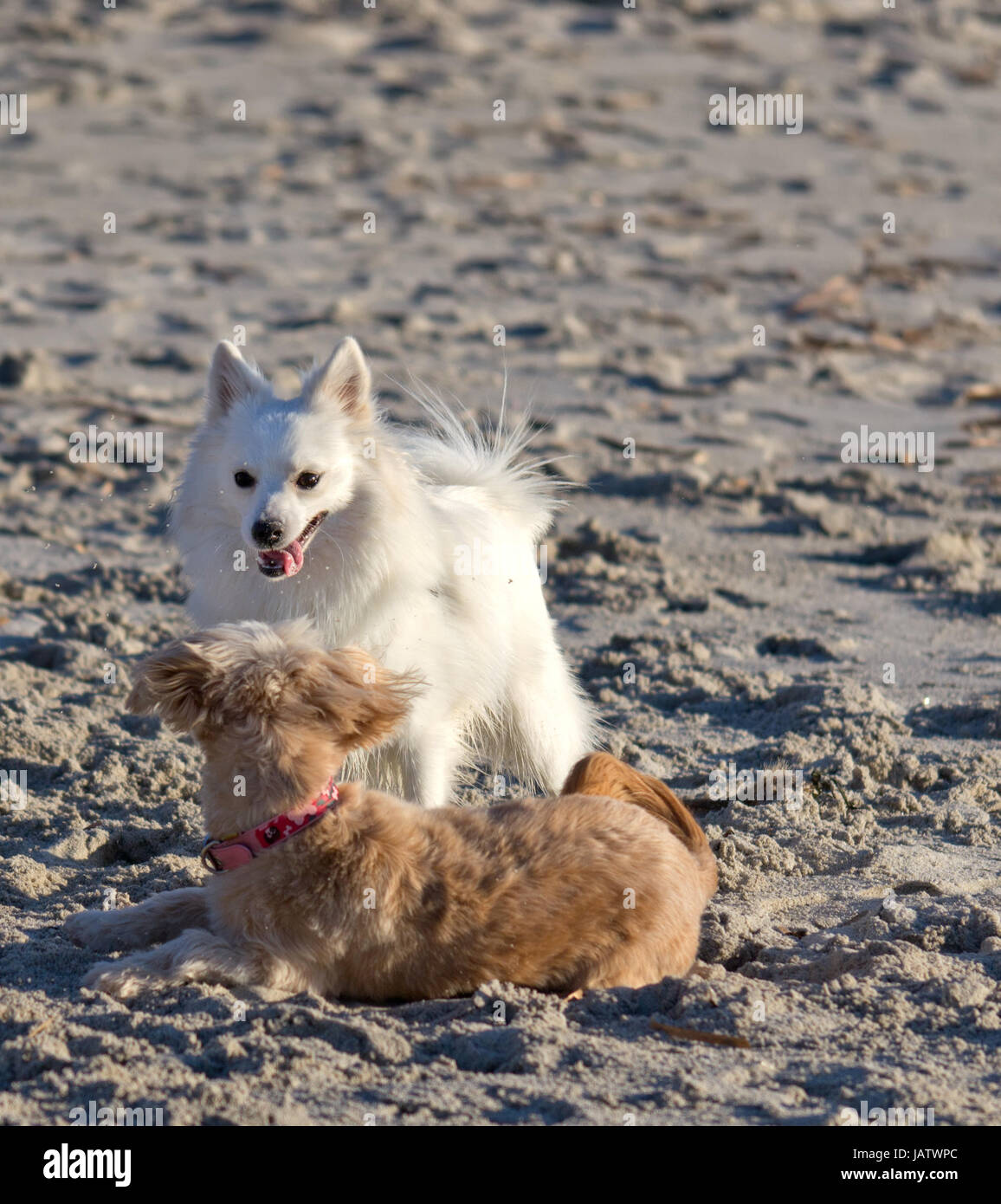 two small dogs playing on the beach Stock Photo - Alamy