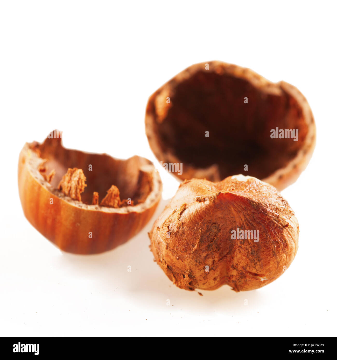 An open hazelnut isolated over white background Stock Photo - Alamy
