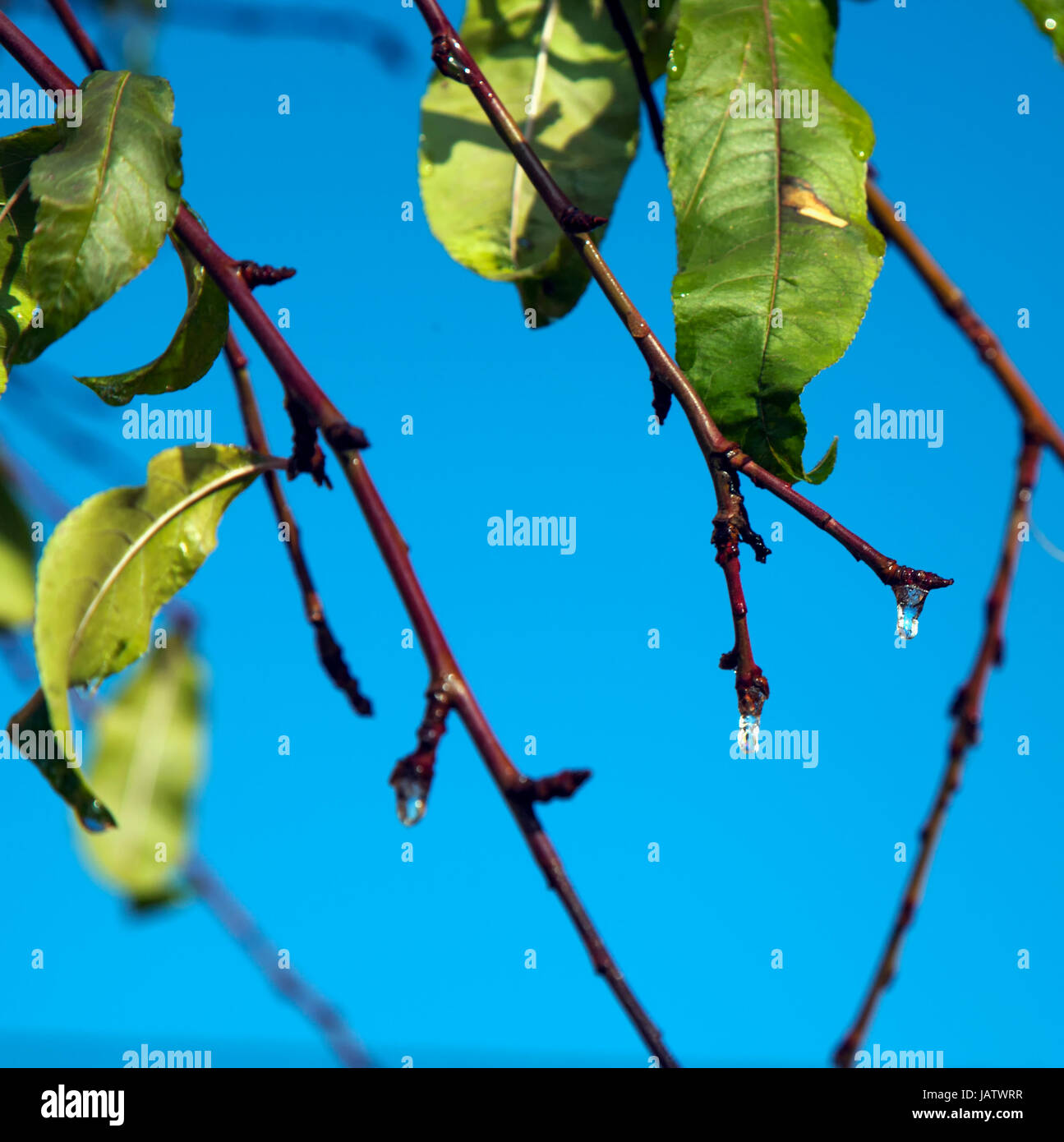 Water droplets falling from leaves hi-res stock photography and images ...