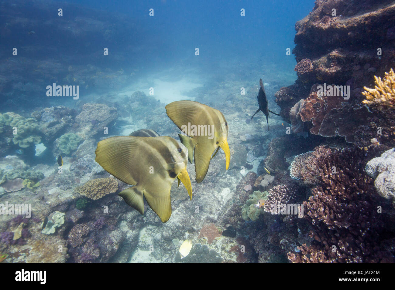 batfish on coral reef queensland australia Stock Photo - Alamy