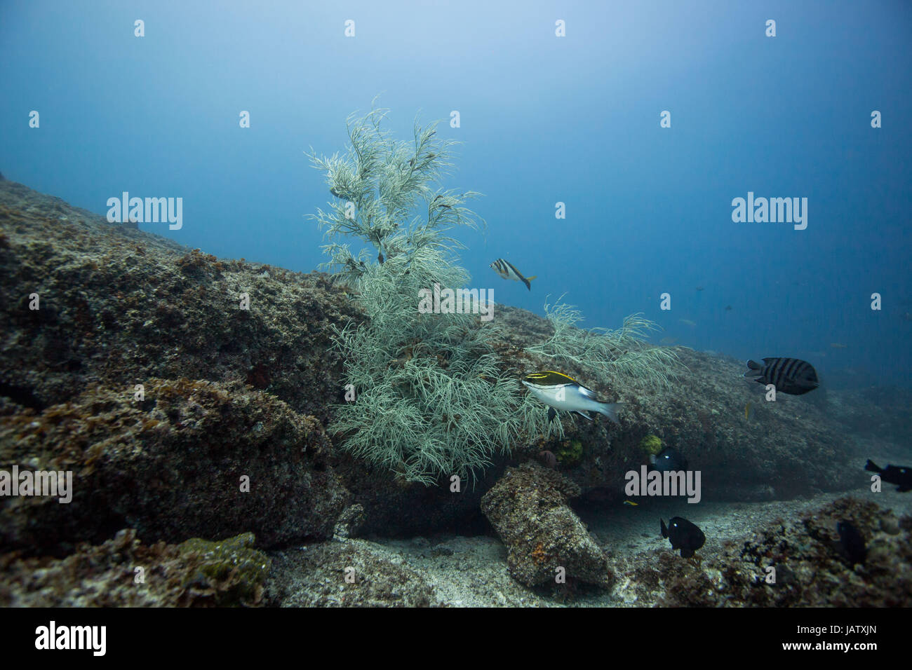 coral tree underwater queensland Stock Photo - Alamy