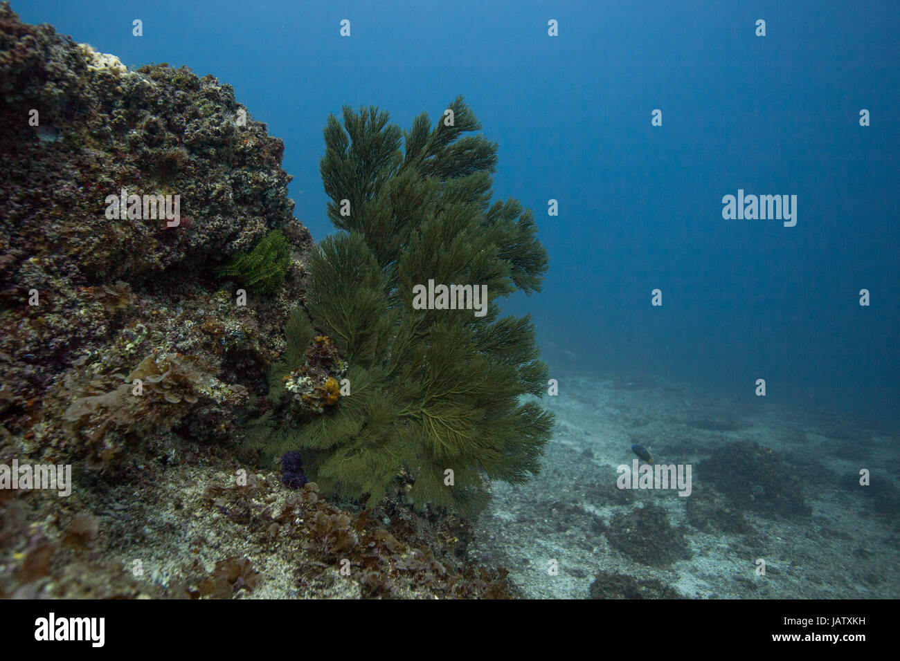 coral tree underwater queensland Stock Photo - Alamy