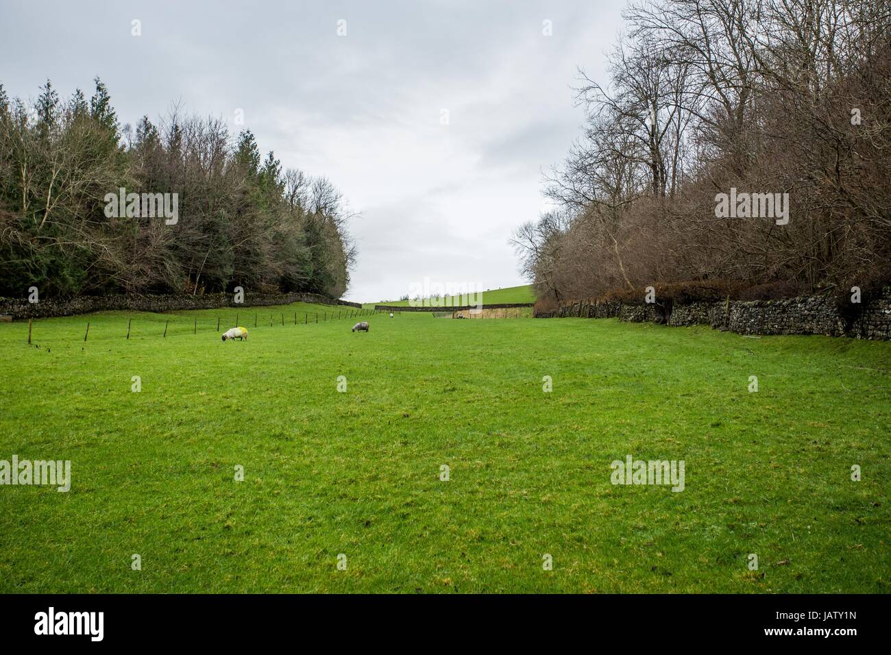 green grass field england Stock Photo - Alamy