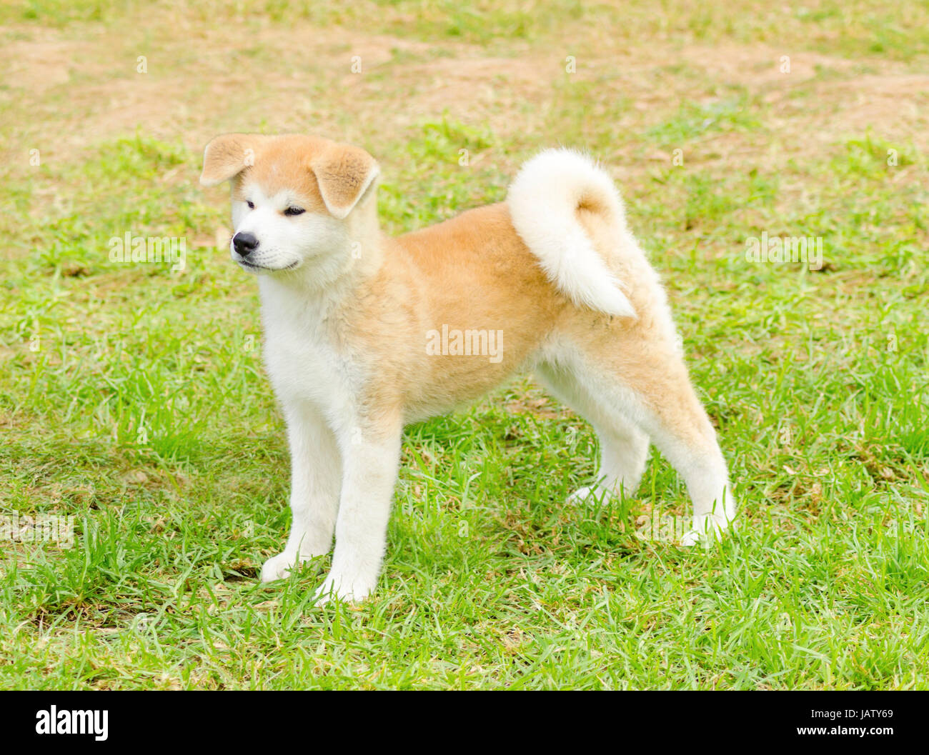 A profile view of a young beautiful white and red Akita Inu puppy dog ...