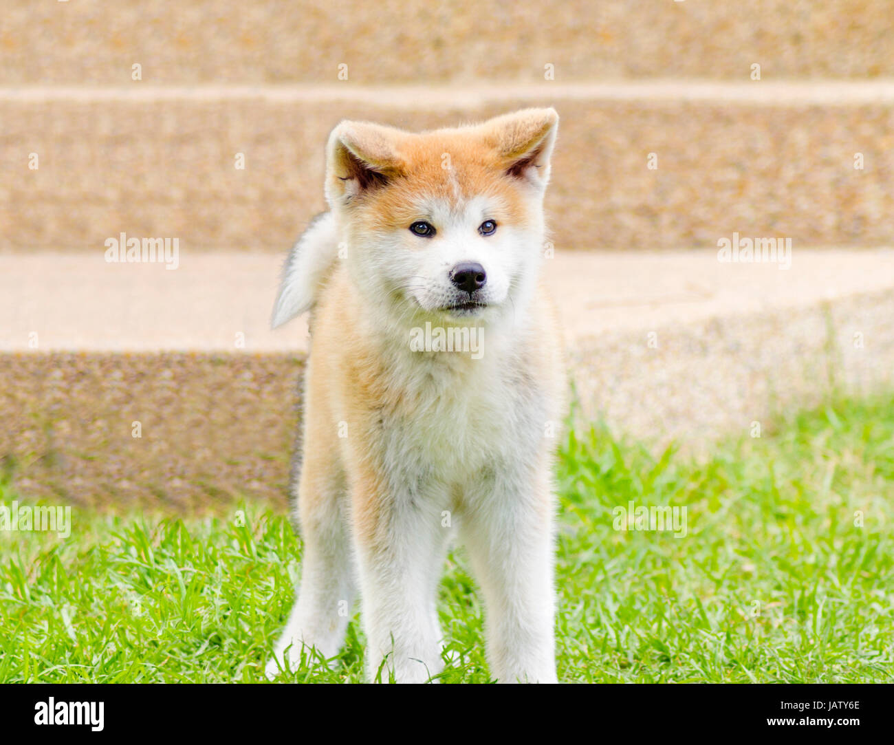 A profile view of a young beautiful white and red Akita Inu puppy dog ...