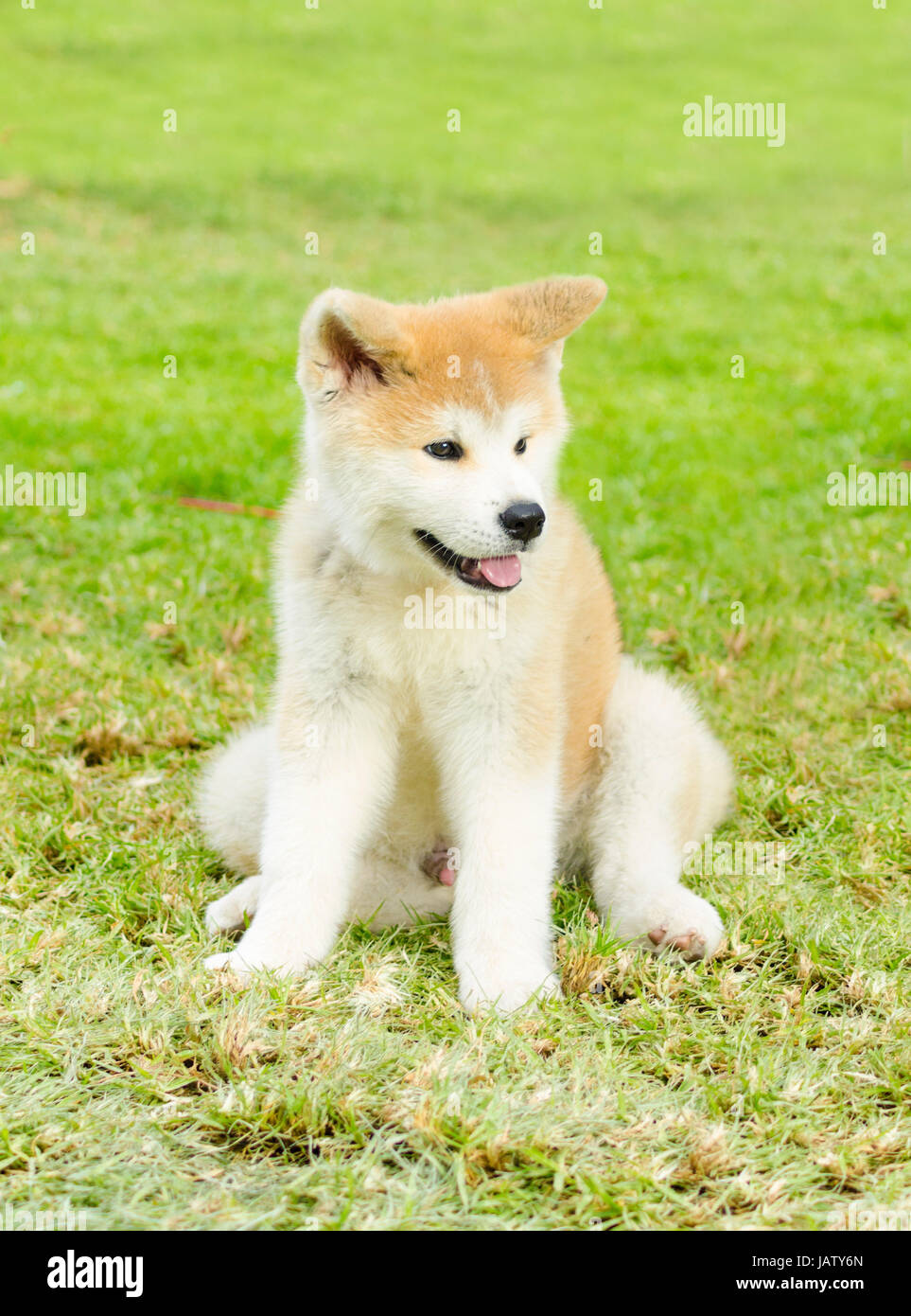 A profile view of a young beautiful white and red Akita Inu puppy dog ...