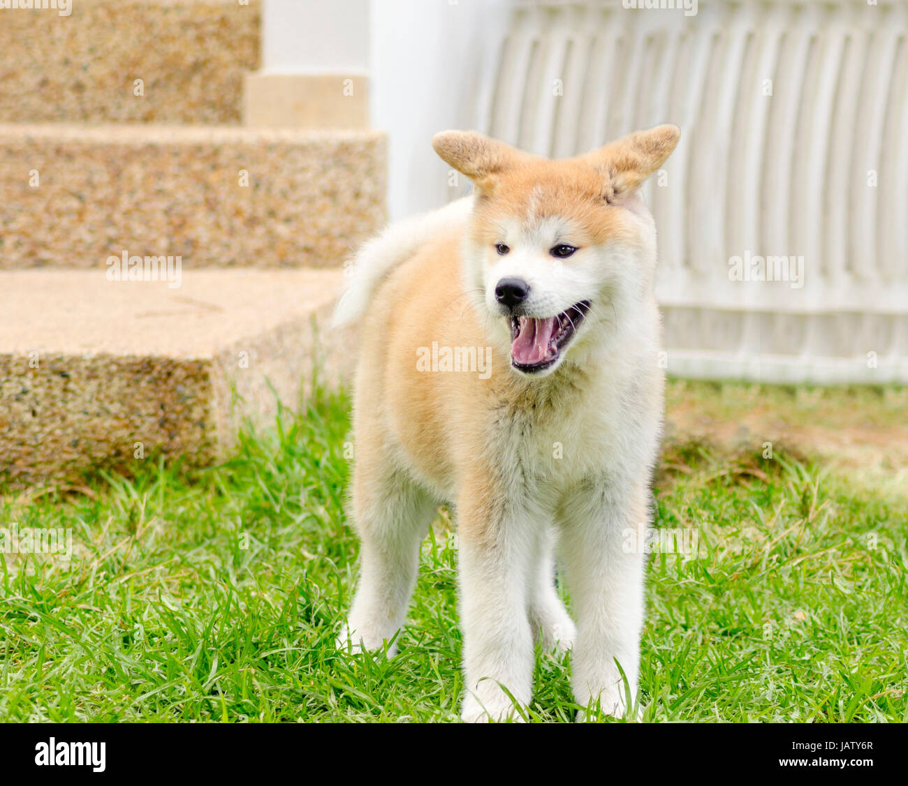 A profile view of a young beautiful white and red Akita Inu puppy dog ...