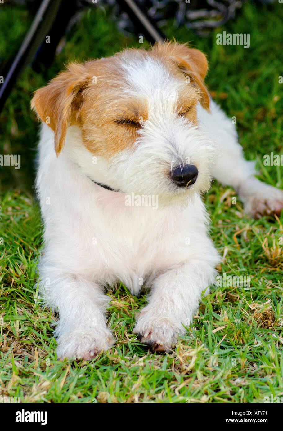 Rough coated jack russell hi-res stock photography and images - Alamy