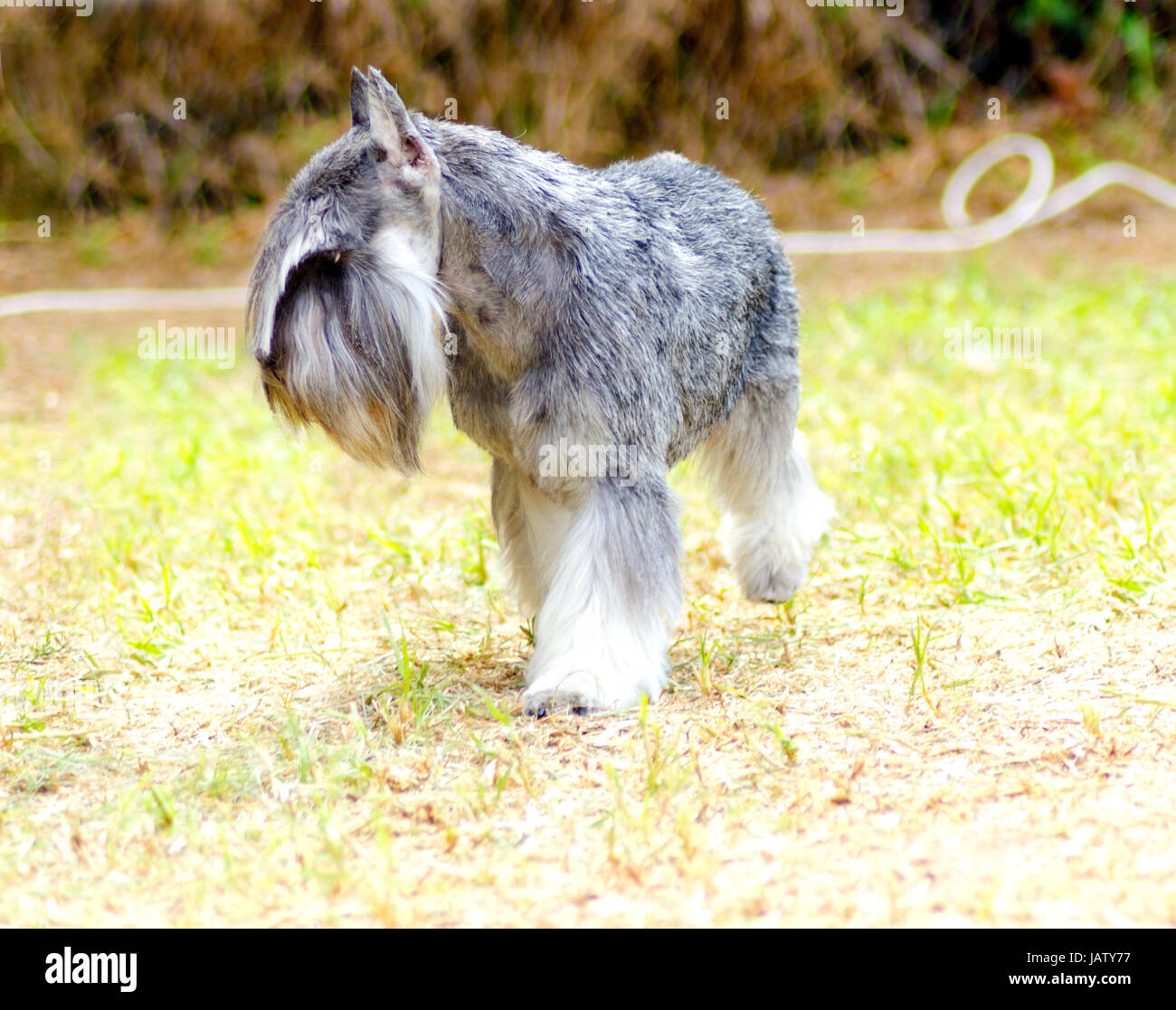 A small salt and pepper, gray Miniature Schnauzer dog walking on the ...