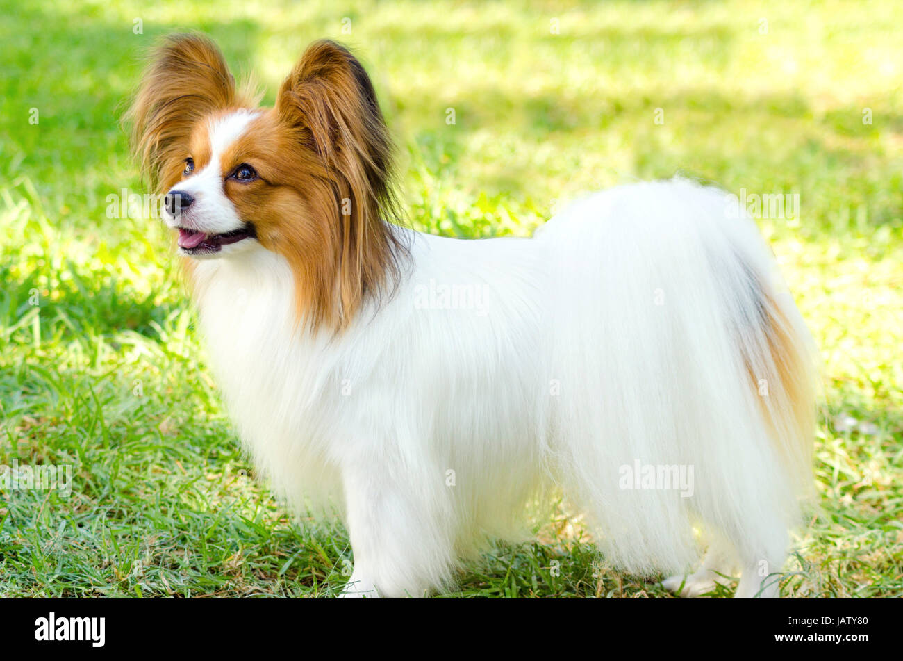 A small white and red papillon dog (aka Continental toy spaniel ...