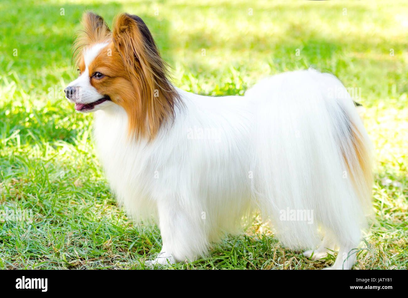 A small white and red papillon dog (aka Continental toy spaniel ...