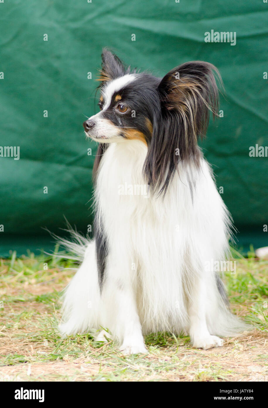A small black, white and red papillon dog (aka Continental toy spaniel ...