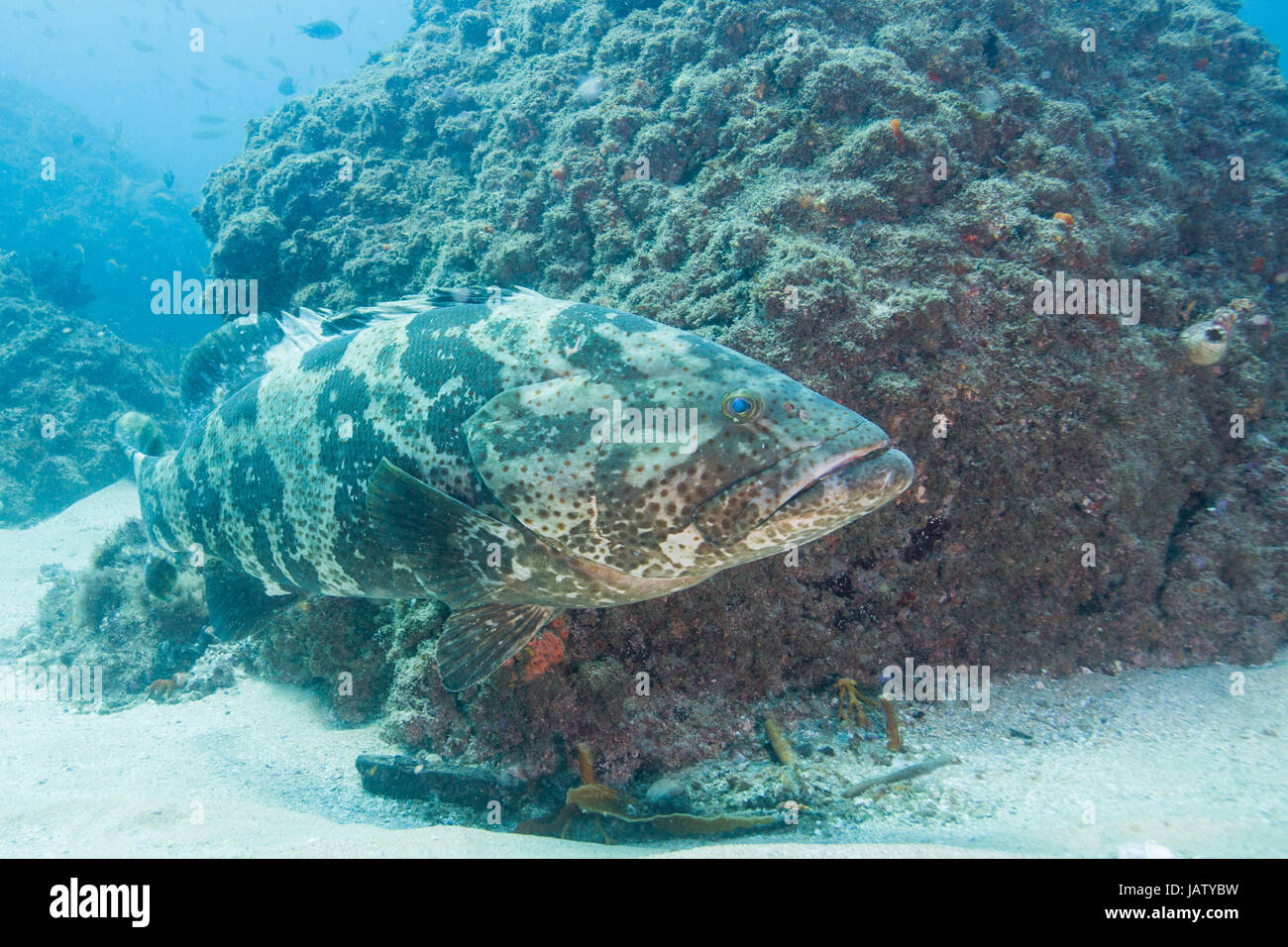Queensland Grouper High Resolution Stock Photography and Images - Alamy