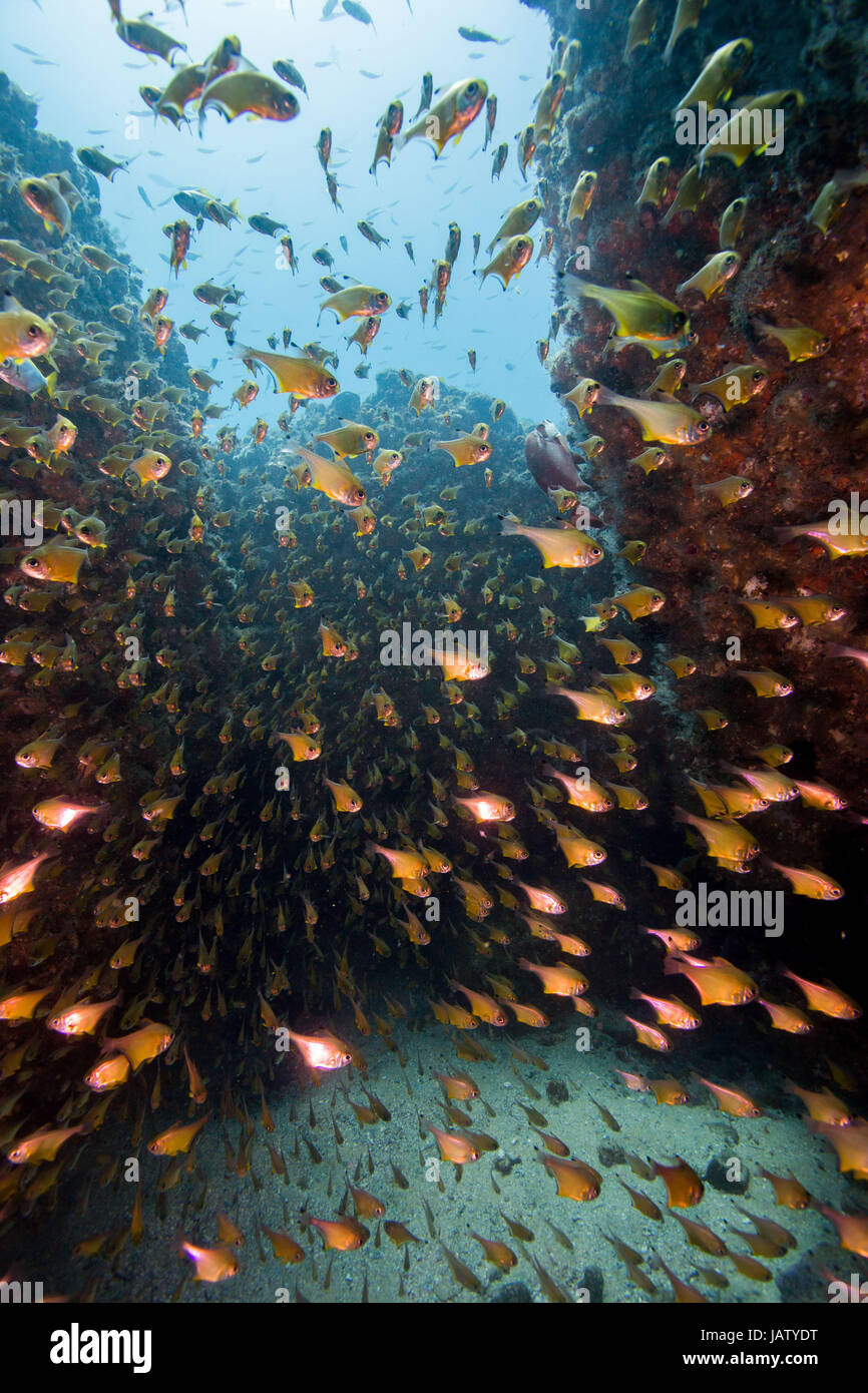 school of gold big eye fish queensland Stock Photo - Alamy