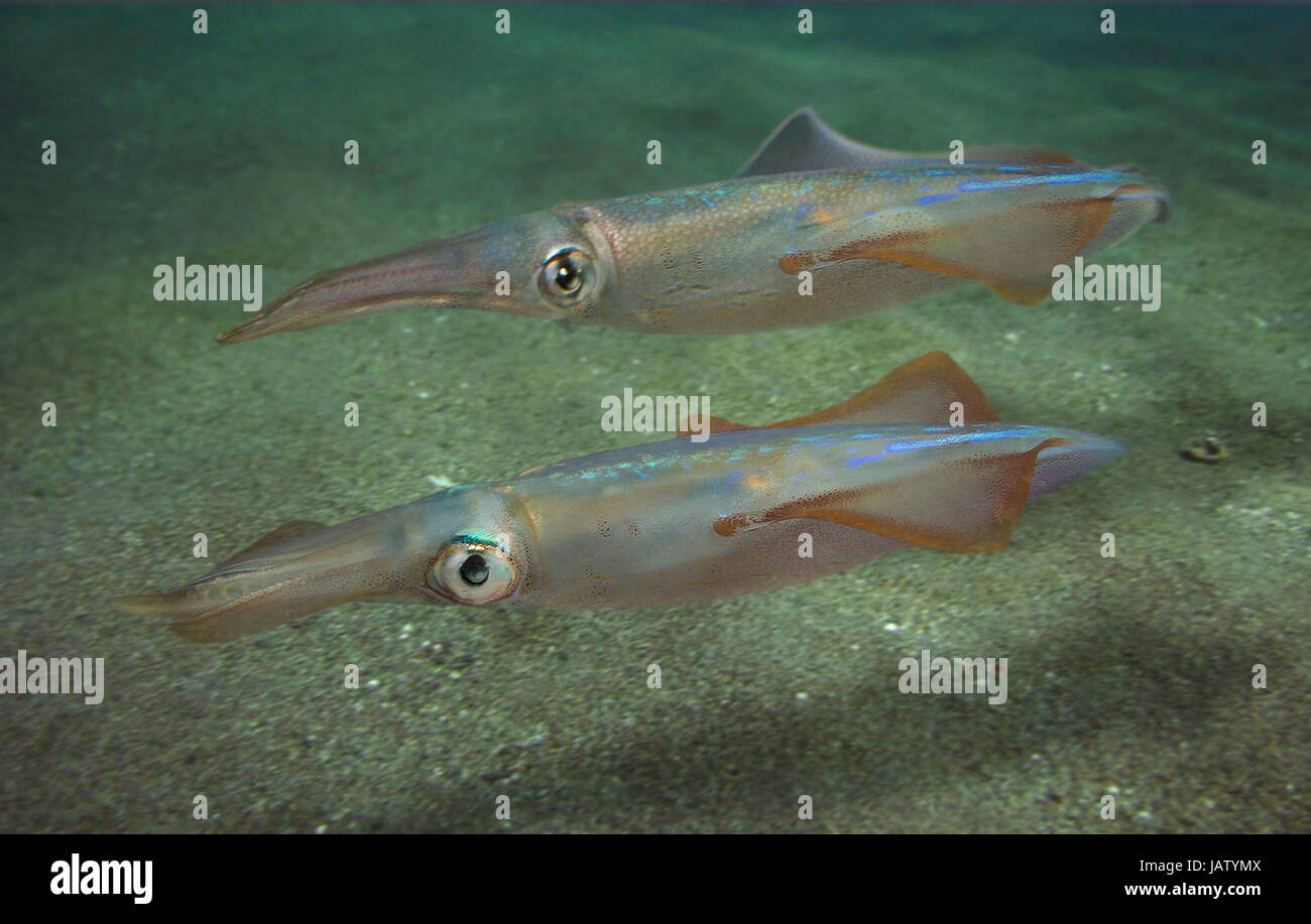 Squid Colour High Resolution Stock Photography and Images - Alamy