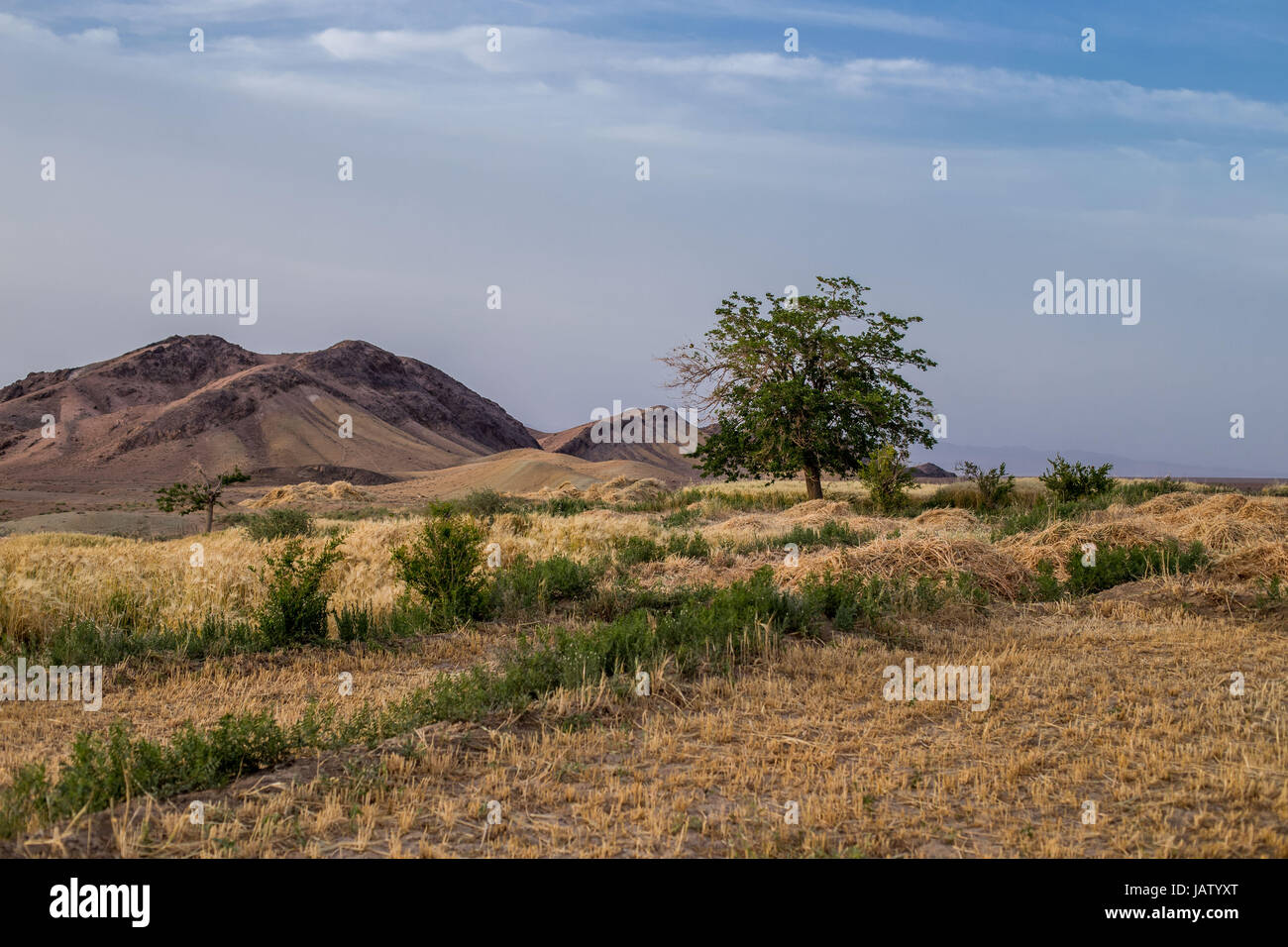 fields in iran desert Stock Photo - Alamy