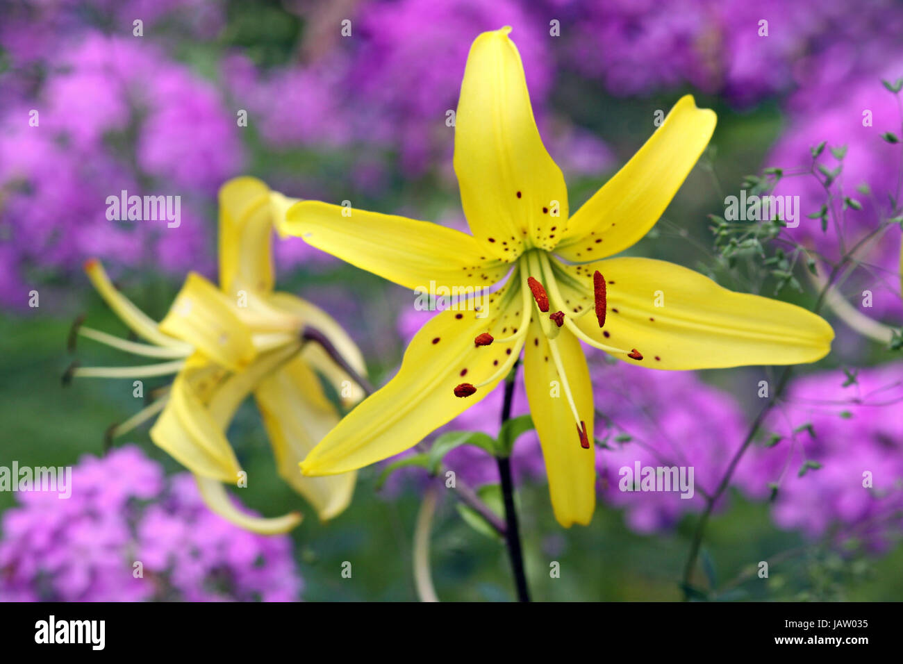 Um lancifolium hi-res stock photography and images - Alamy