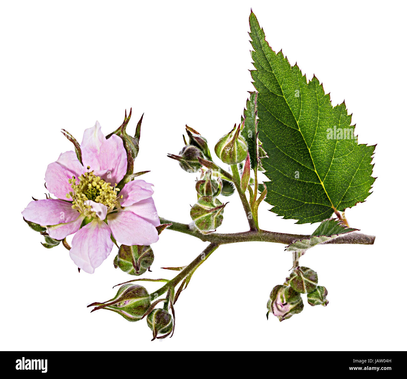 Blackberry leaf hi-res stock photography and images - Alamy