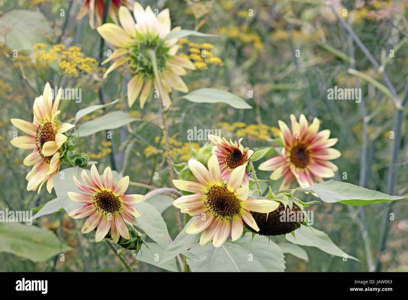 helianthus annuus ruby eclipse Stock Photo - Alamy