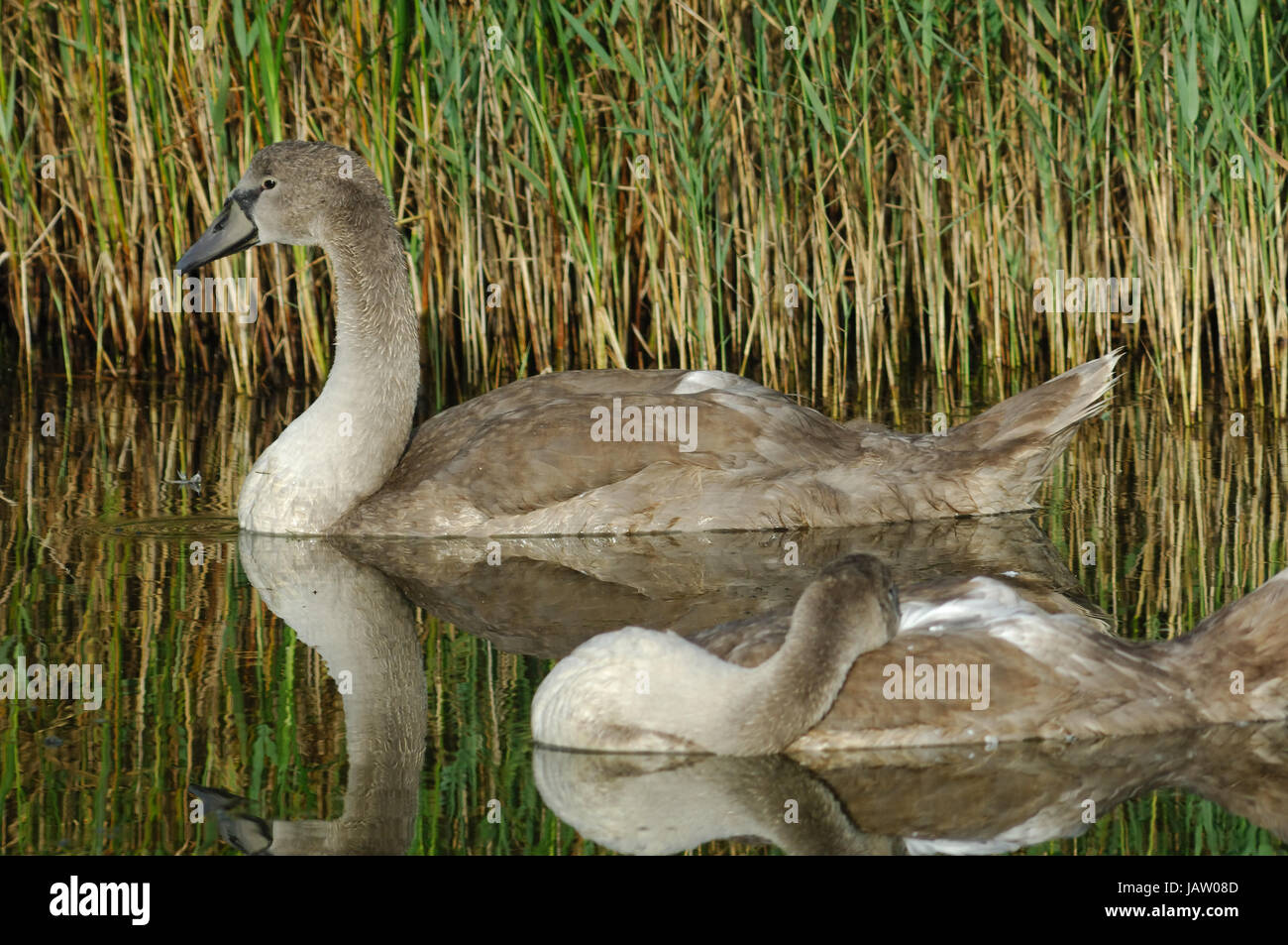 Cigno hi-res stock photography and images - Alamy